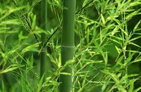 Discover Vietnamese Culture: A Journey From Tradition To Heritage ...